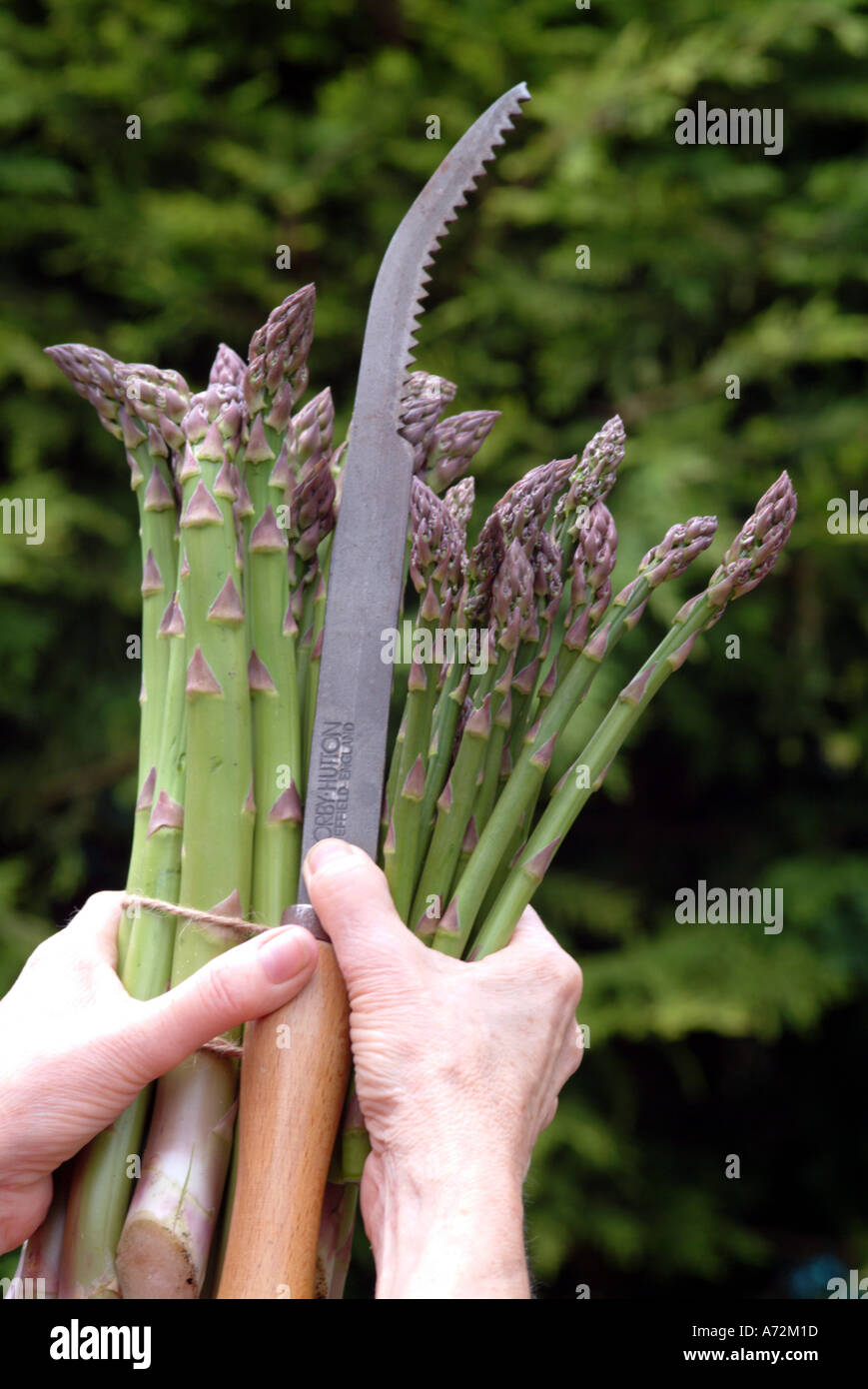 Fresh cut English Asparagus with cutting tool Spring April May Stock ...
