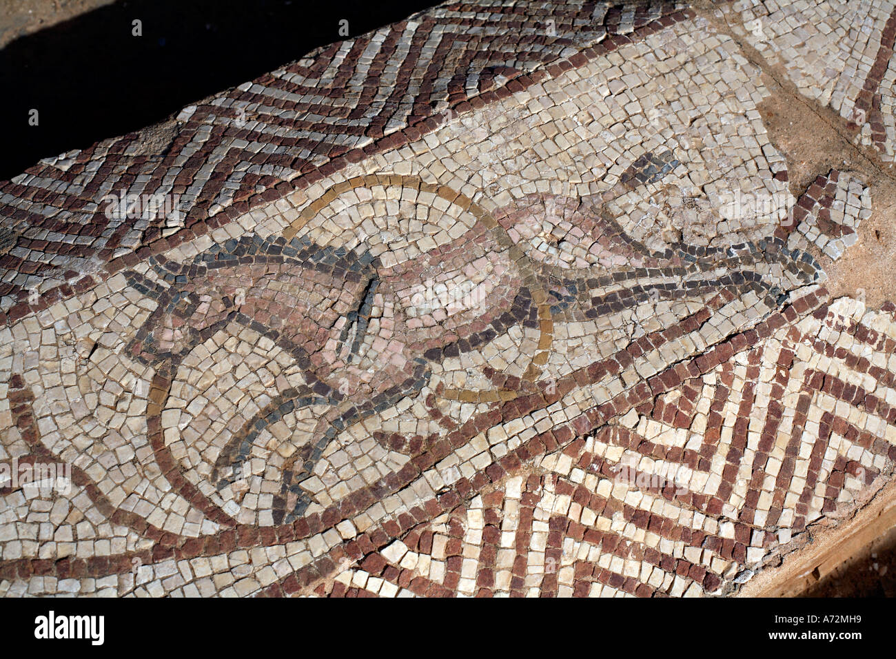 Mosaic carthage horse hi-res stock photography and images - Alamy