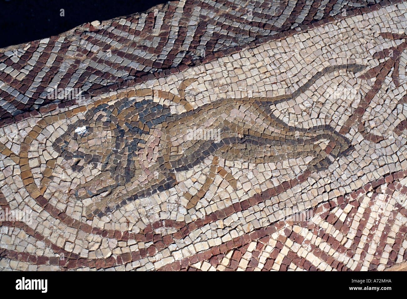 Lion mosaic in the unique roman villa Silene near Leptis Magna in Libya ...