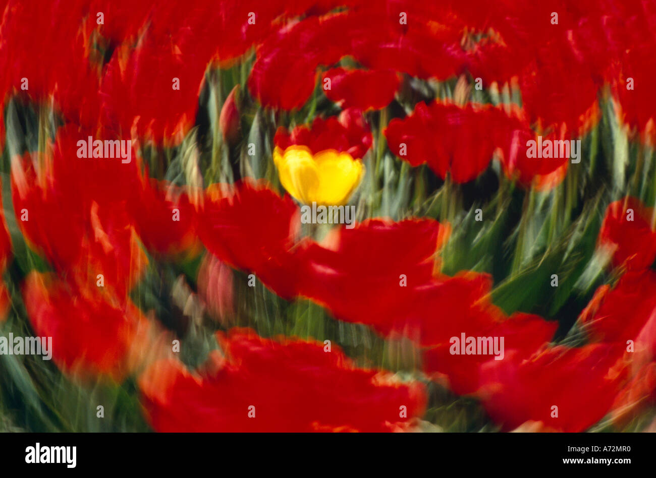 Tulip twist hi-res stock photography and images - Alamy