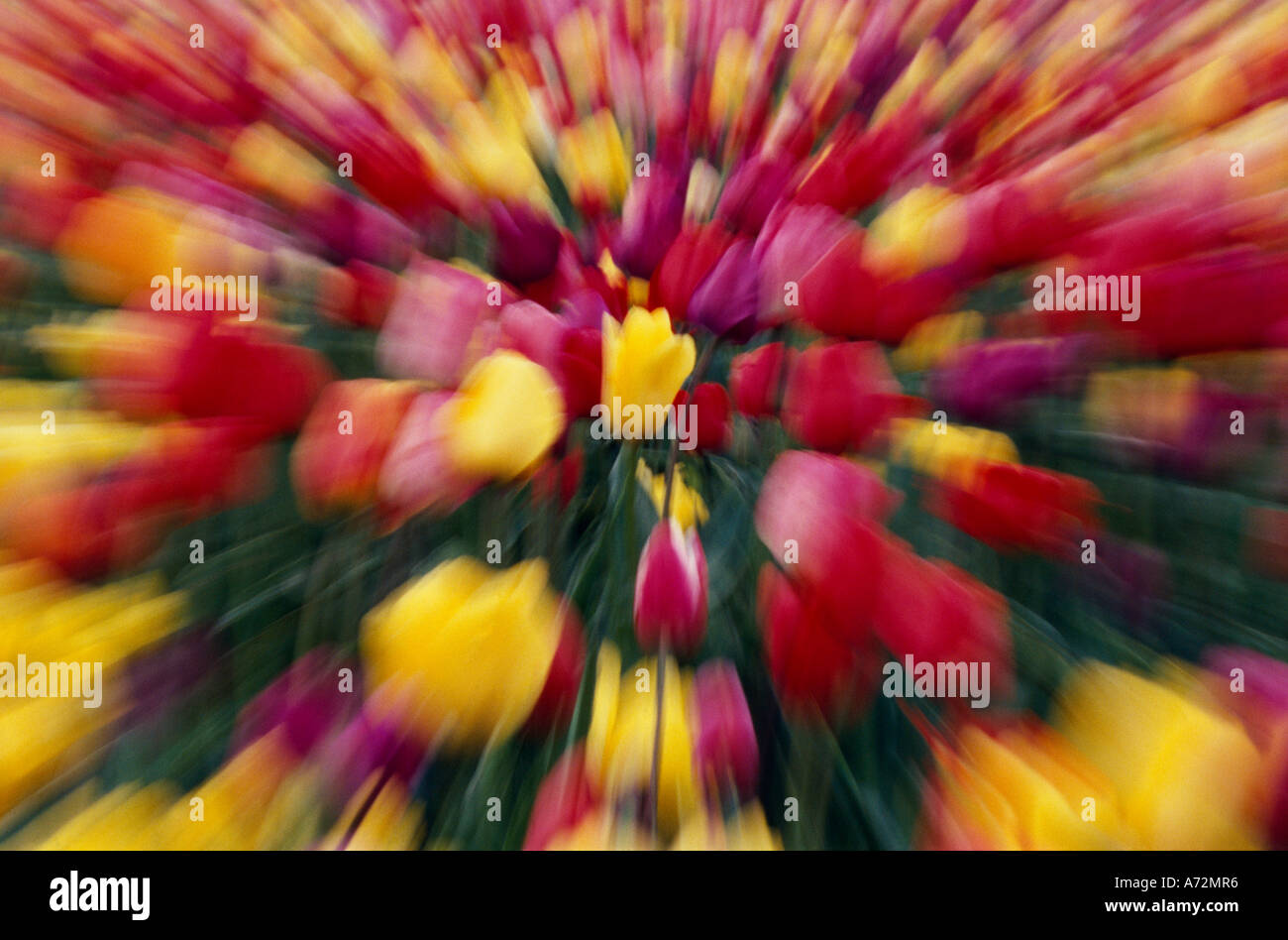 Multi colored tulip flowers zoom effect Stock Photo - Alamy