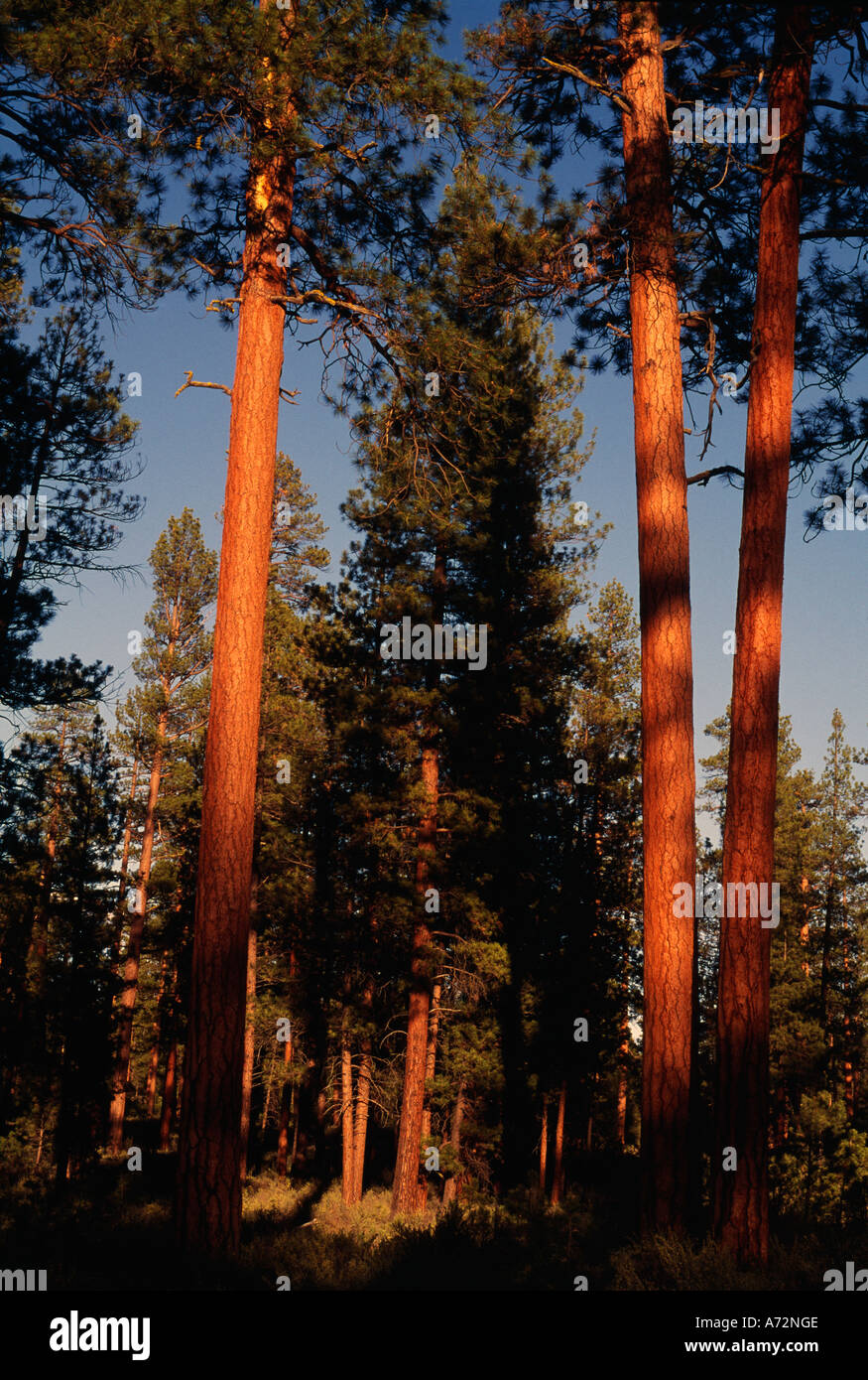 Ponderosa pine trees, Deschutes National Forest, Oregon, USA Stock ...