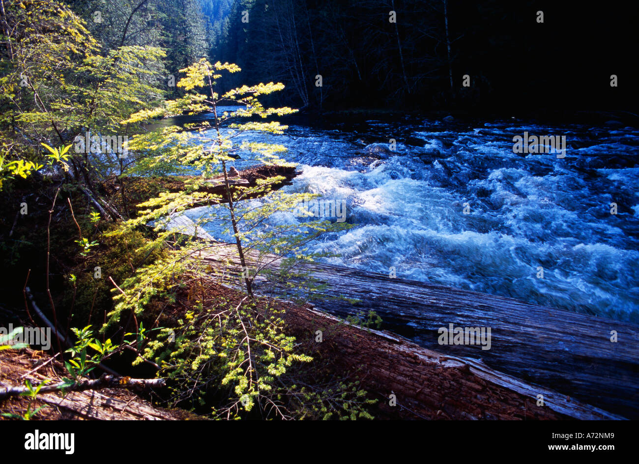 Fir tree in sunlight Salmon River Mount Hood National Forest Stock ...