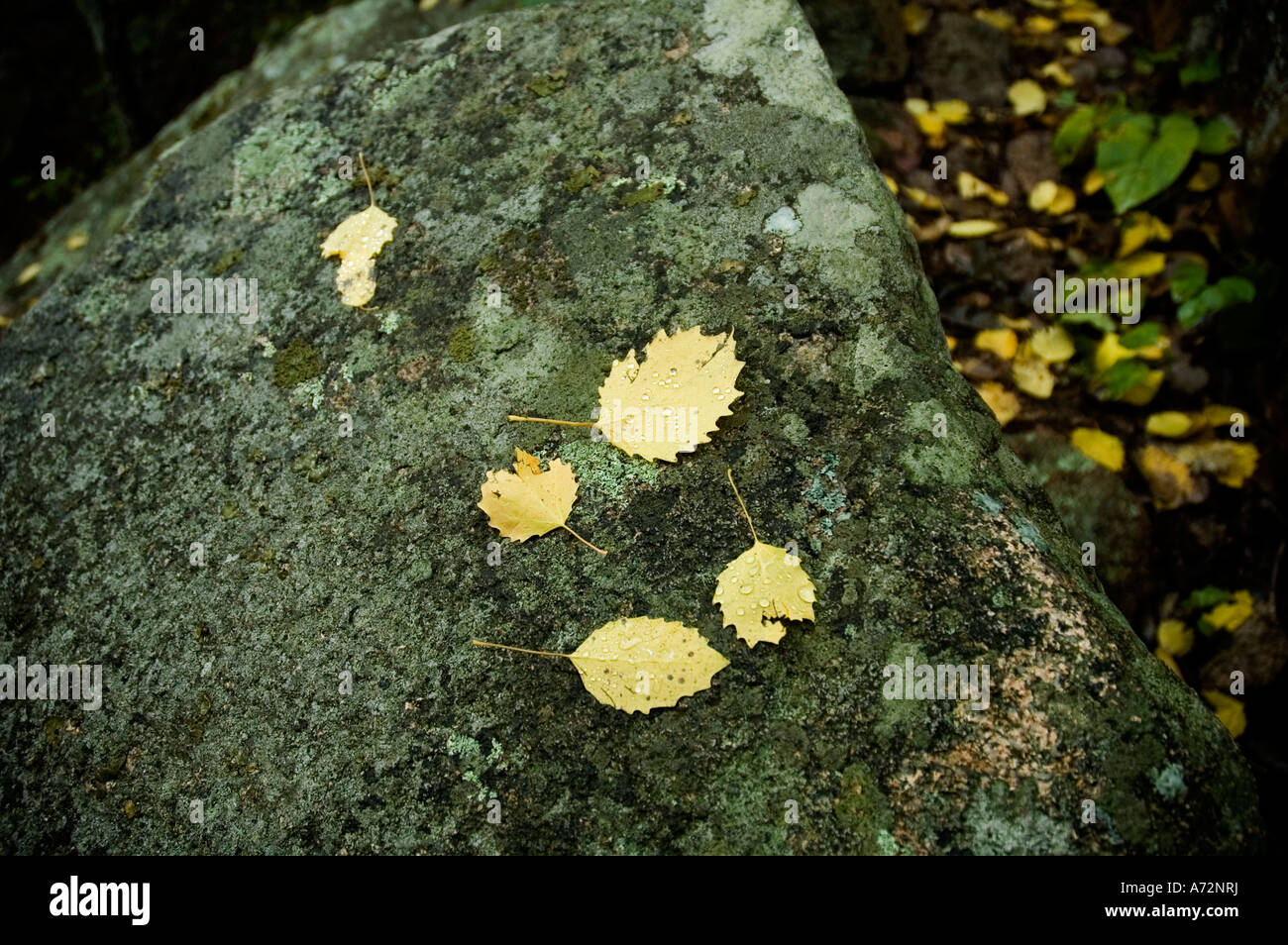 Leaves Rock Precipice Trail Acadia Nat Park ME Stock Photo - Alamy