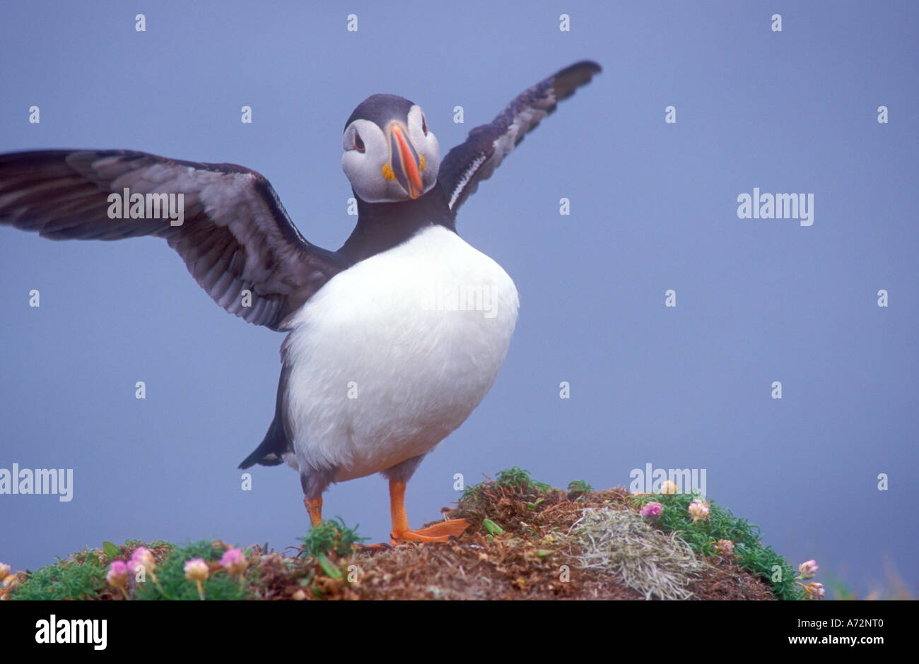 Atlantic Puffin fluttering wings after preening Stock Photo - Alamy
