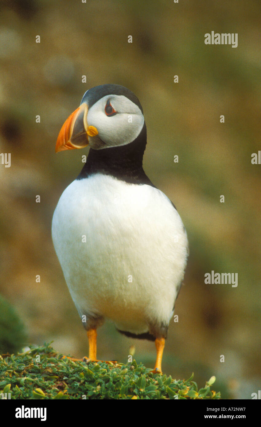 Atlantic Puffin a classic portrait Stock Photo - Alamy