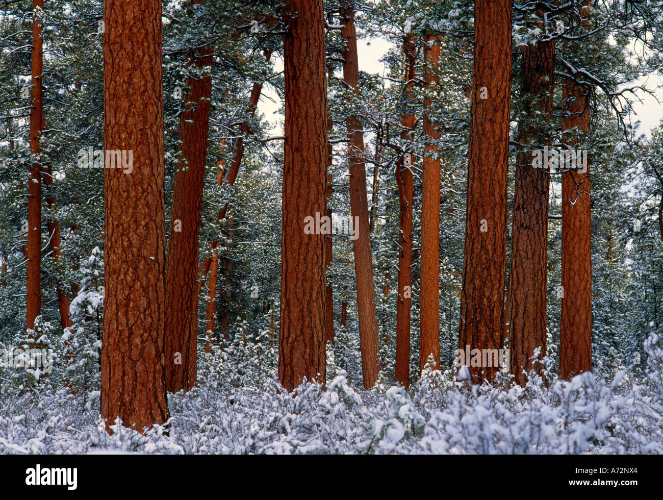 Snow on ponderosa pine trees Stock Photo - Alamy