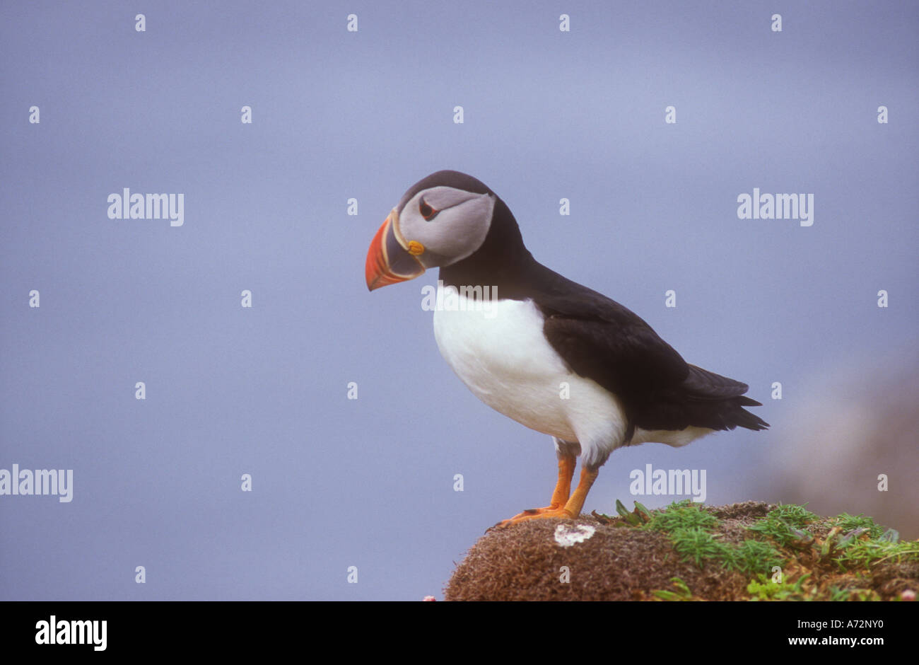 Atlantic Puffin a classic portrait Stock Photo - Alamy