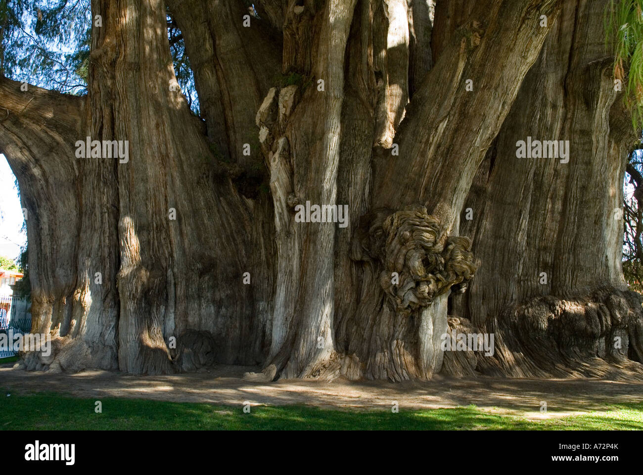 The Tule Tree - Oaxaca - Mexico Stock Photo - Alamy
