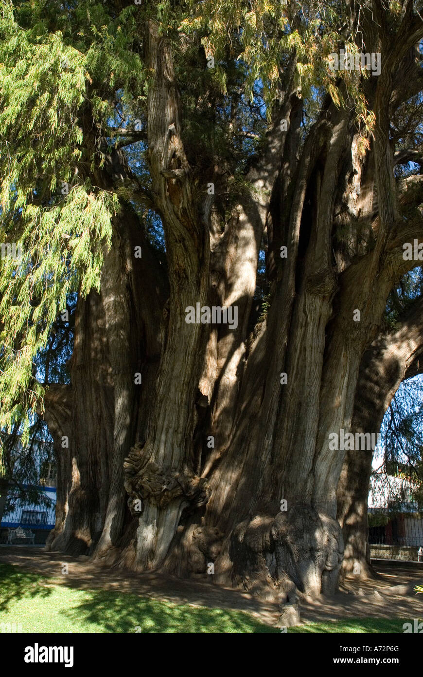 The Tule Tree - Oaxaca - Mexico Stock Photo - Alamy