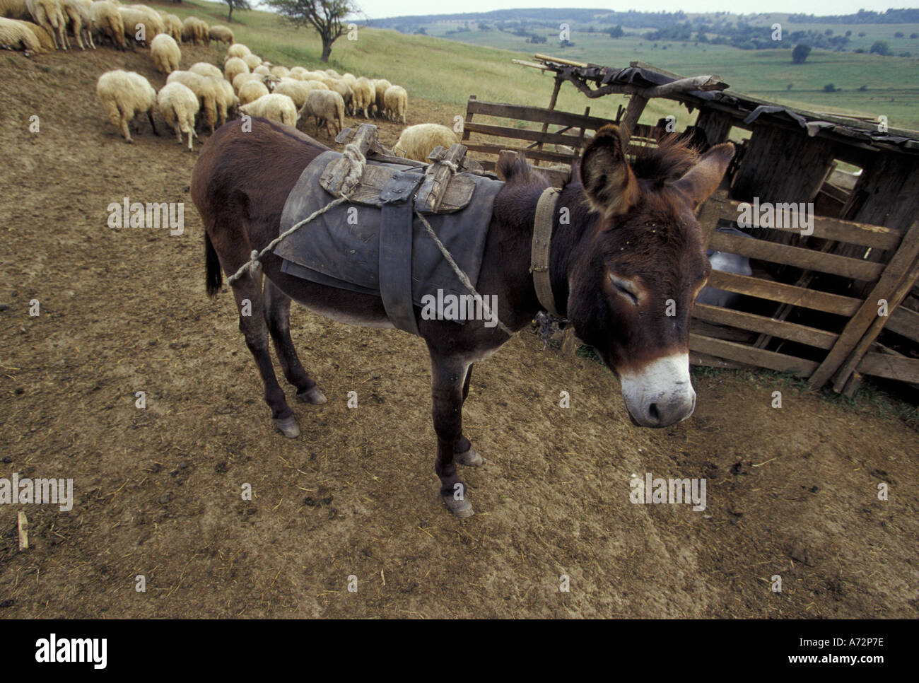 Europe, Romania, Fagarash region, Brasov, sheep and donkey Stock Photo ...