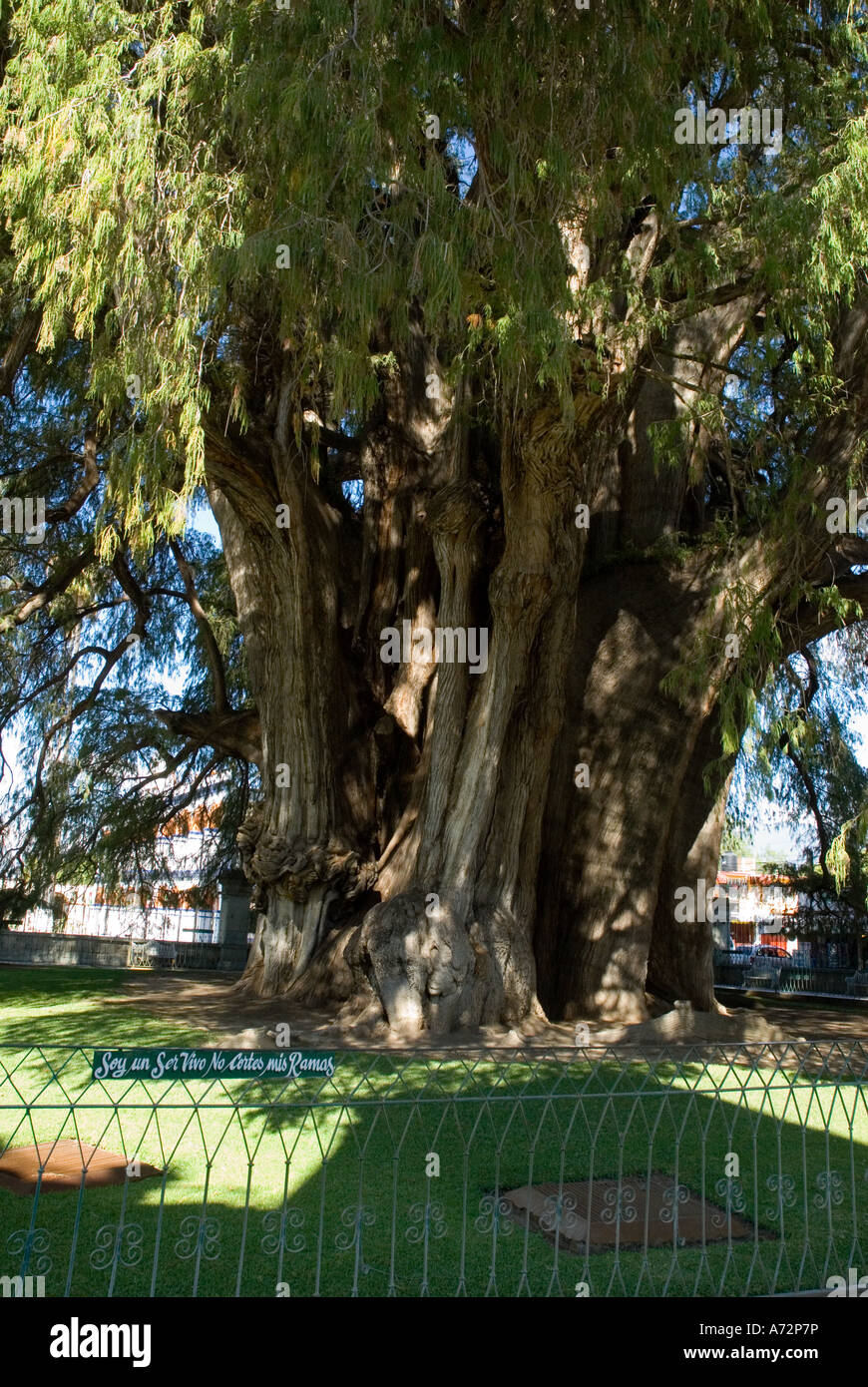 The Tule Tree - Oaxaca - Mexico Stock Photo - Alamy
