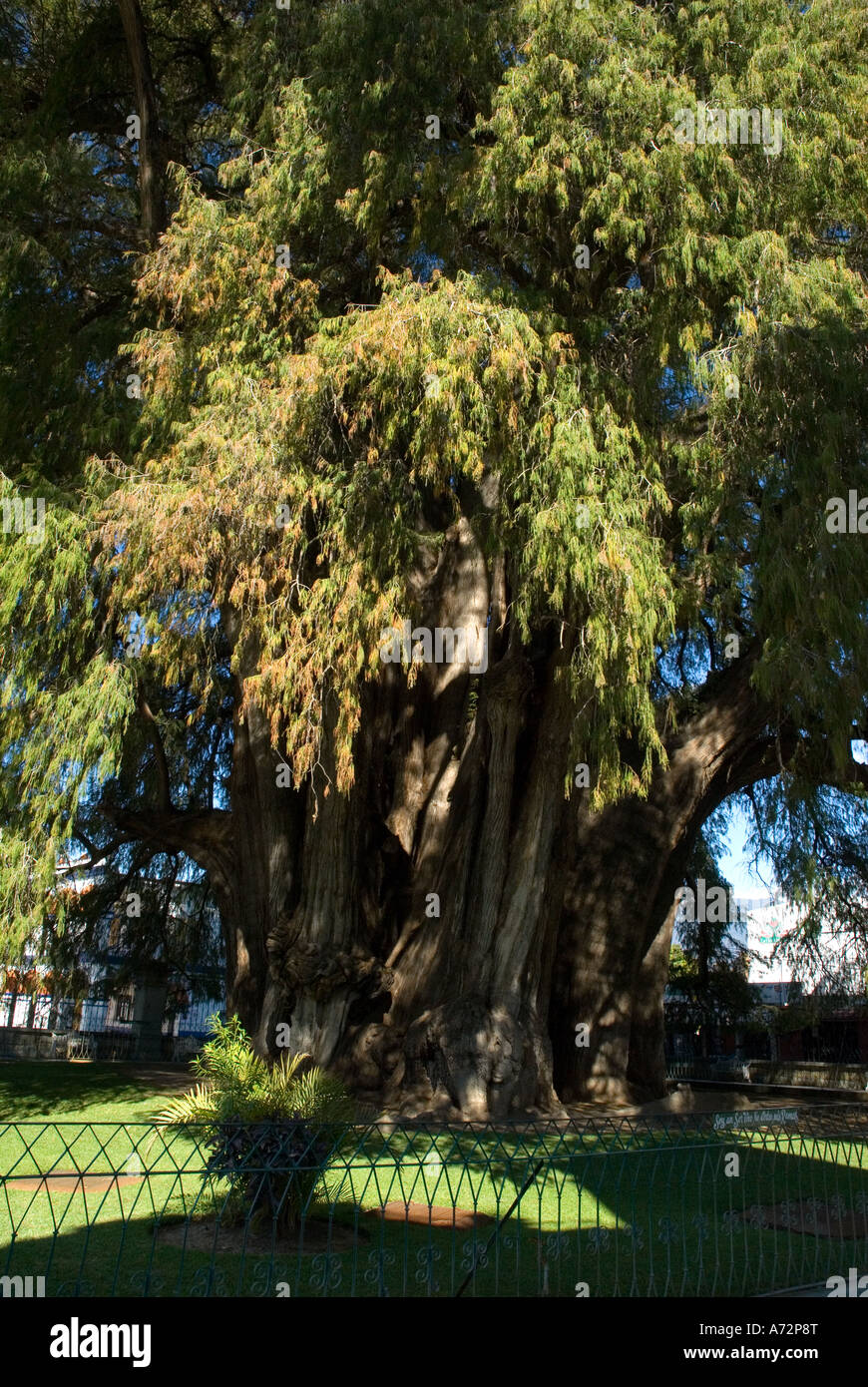 The Tule Tree - Oaxaca - Mexico Stock Photo - Alamy