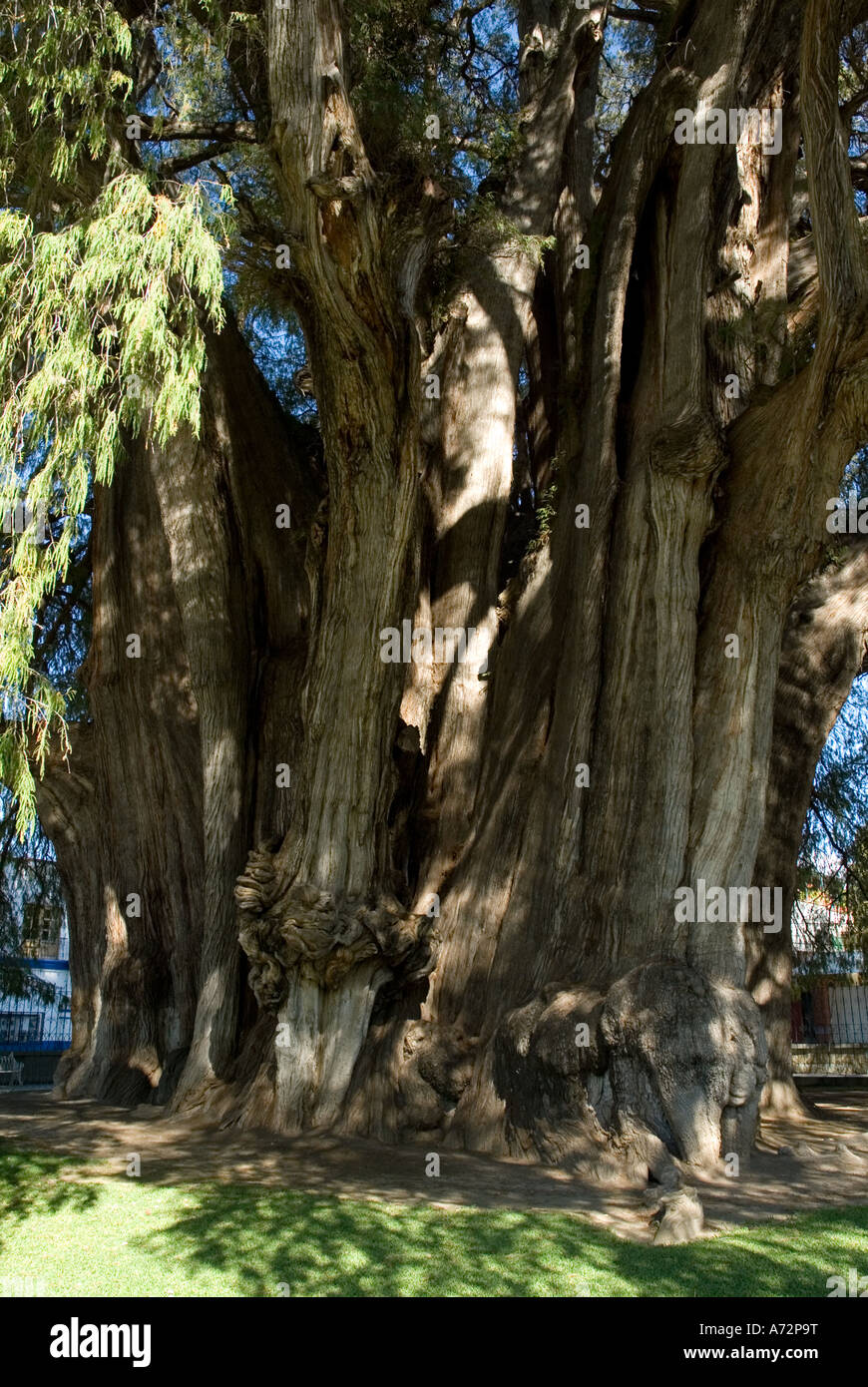 The Tule Tree - Oaxaca - Mexico Stock Photo - Alamy