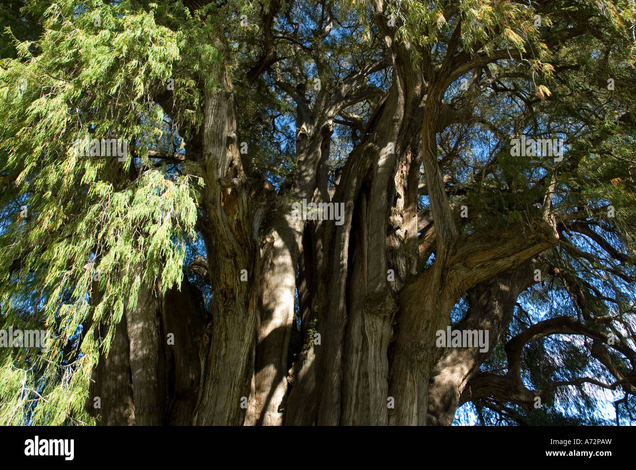 The Tule Tree - Oaxaca - Mexico Stock Photo - Alamy
