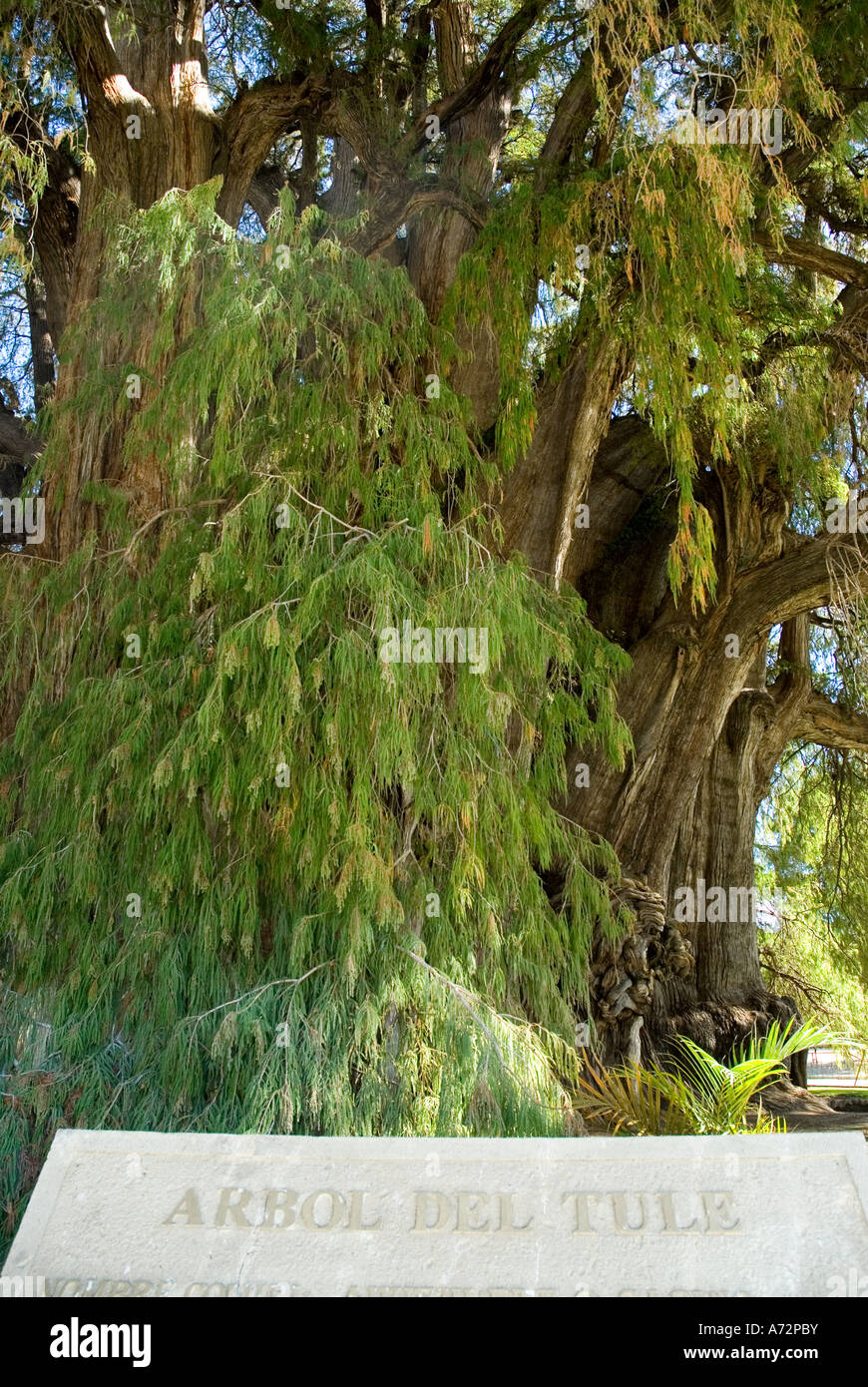 The Tule Tree - Oaxaca - Mexico Stock Photo - Alamy