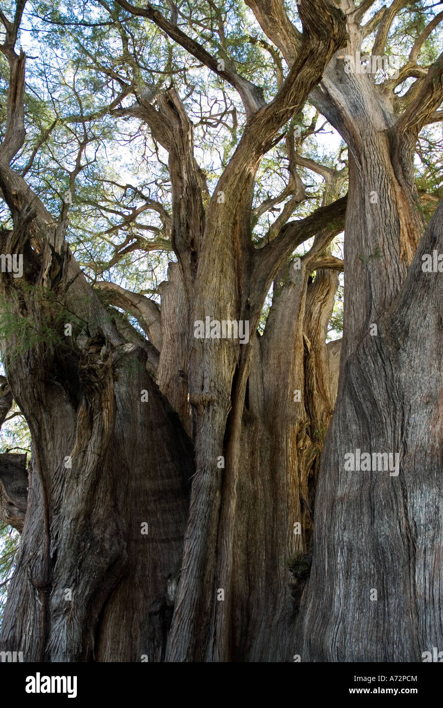 The Tule Tree - Oaxaca - Mexico Stock Photo - Alamy