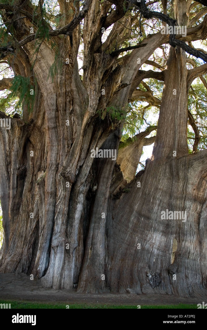 The Tule Tree - Oaxaca - Mexico Stock Photo - Alamy