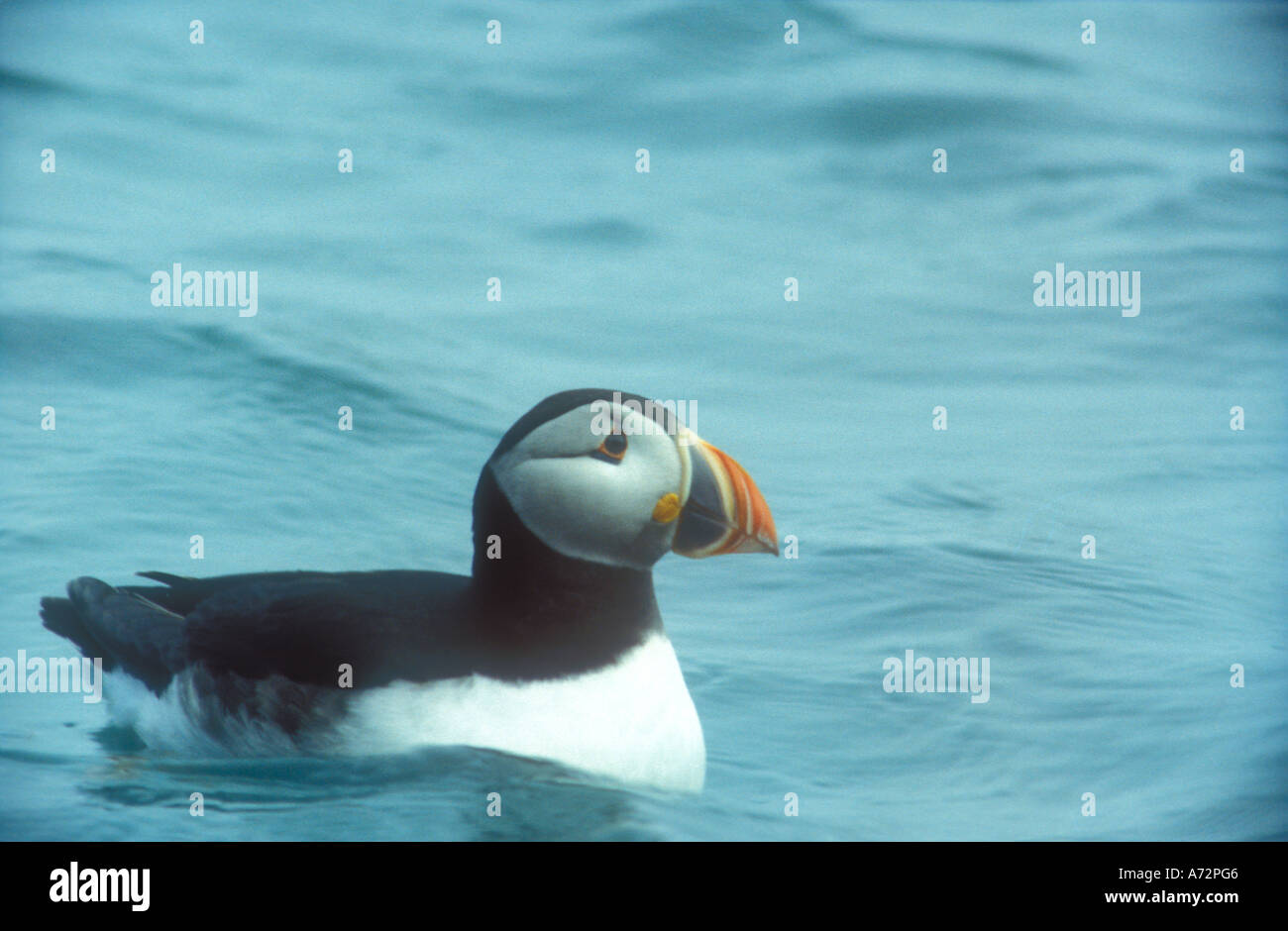 Atlantic Puffin a sea bird Stock Photo - Alamy