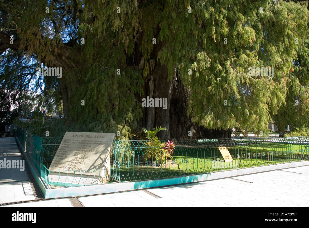 The Tule Tree - Oaxaca - Mexico Stock Photo - Alamy