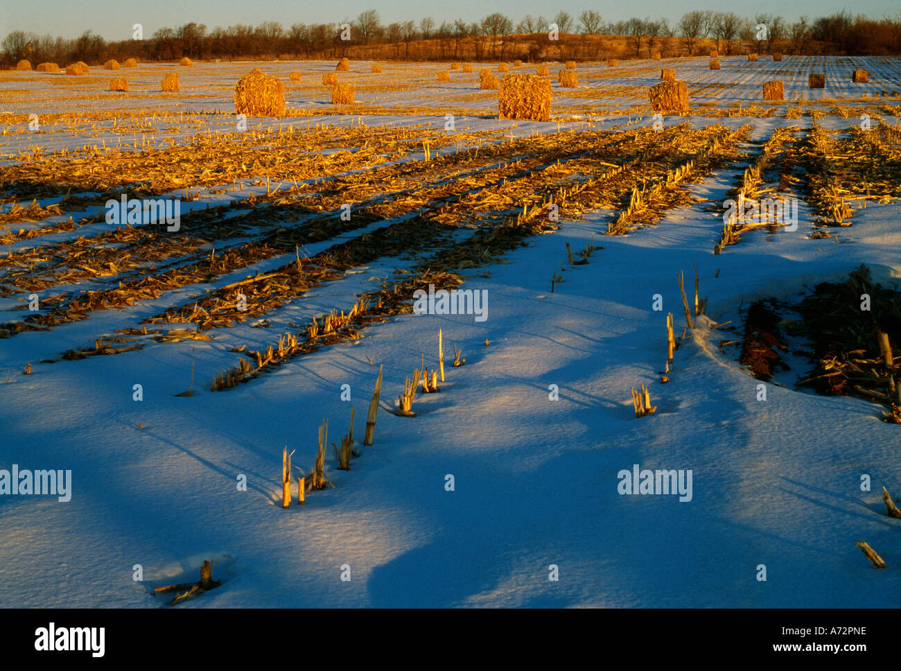Field with corn stubble in winter Stock Photo - Alamy