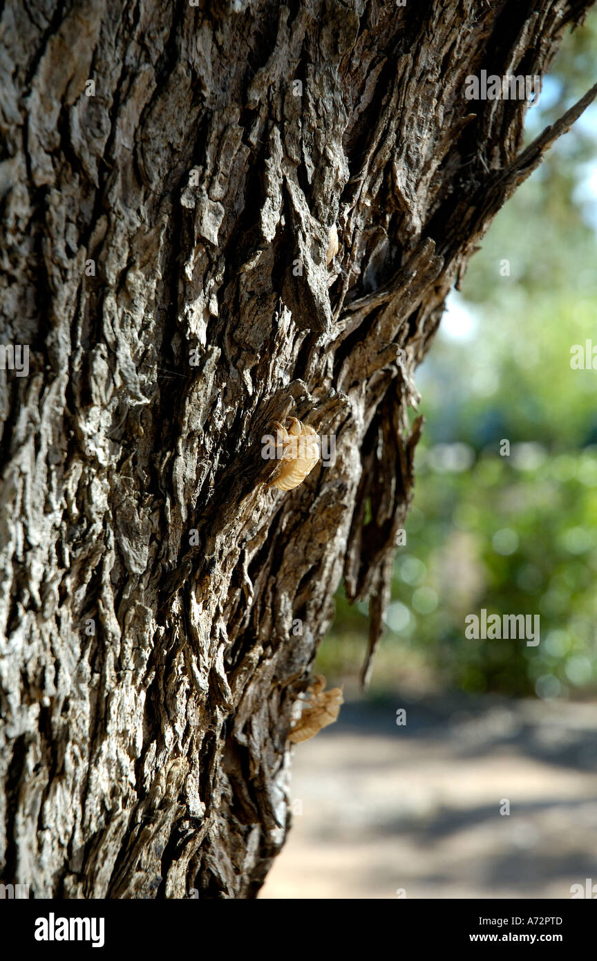 Nymphal skin hi-res stock photography and images - Alamy