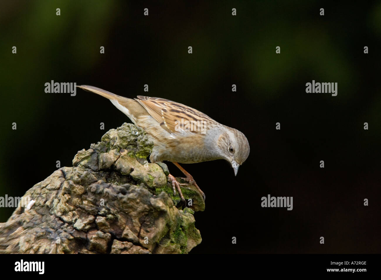 Dunnock Prunella modularis looking alert on stump with nice dark out of ...