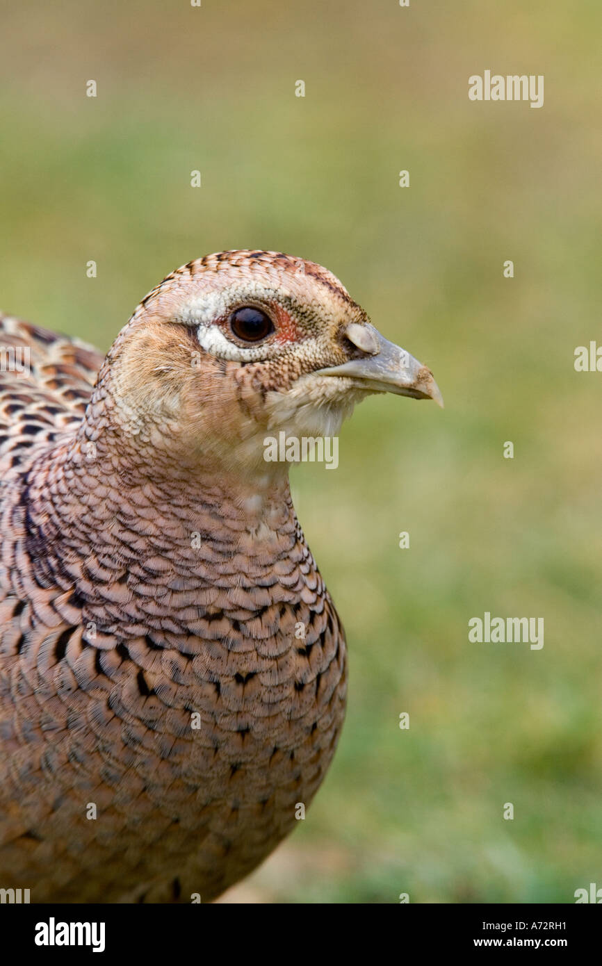 Pheasant Chickens