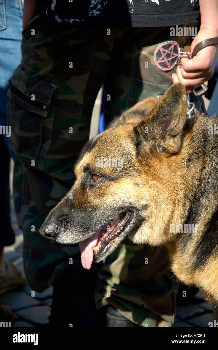 German shepherd dog Stock Photo - Alamy