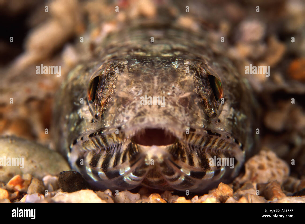 Grinner hi-res stock photography and images - Alamy