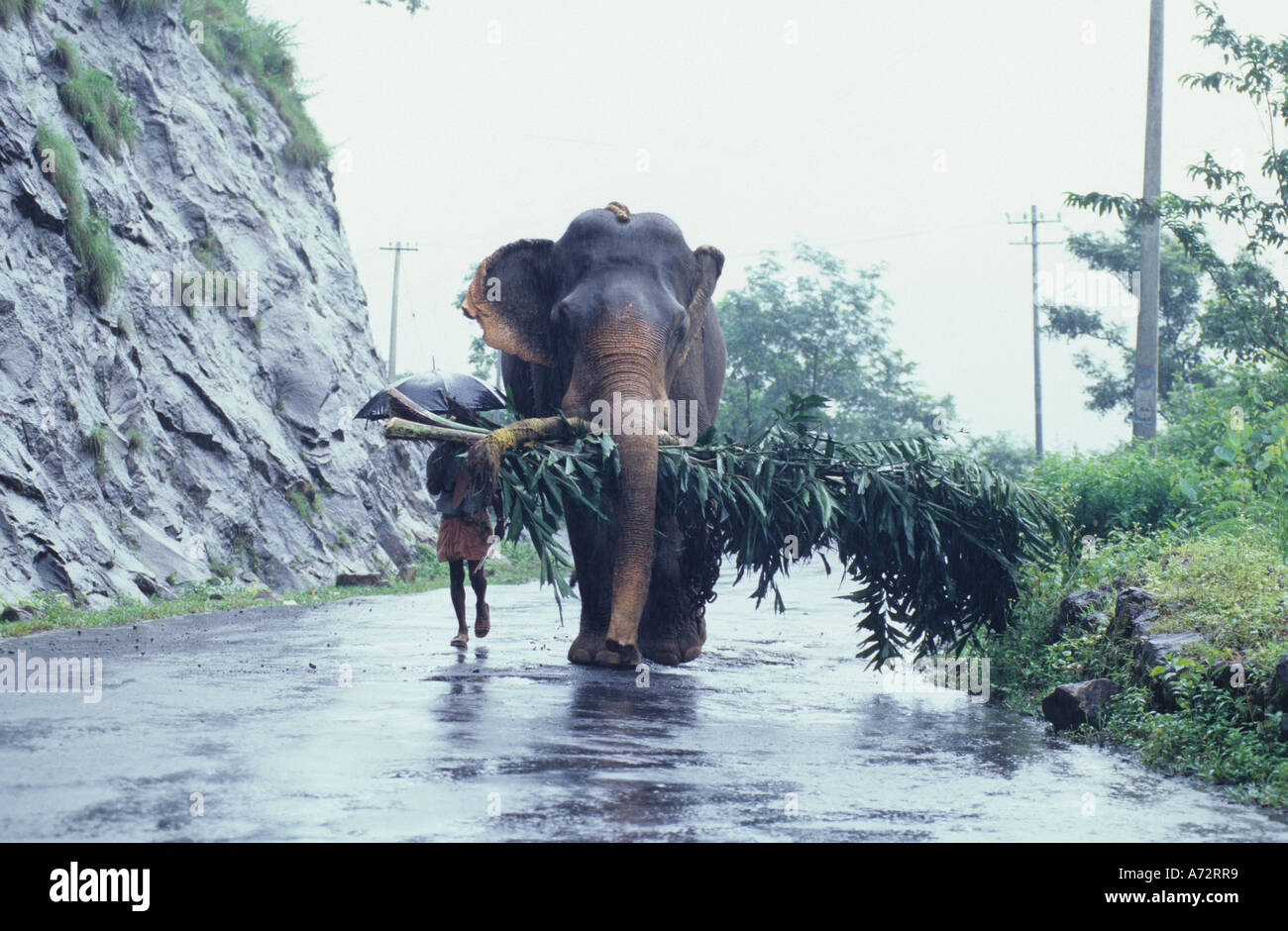 Elephant carrying palms Kerala India Stock Photo - Alamy