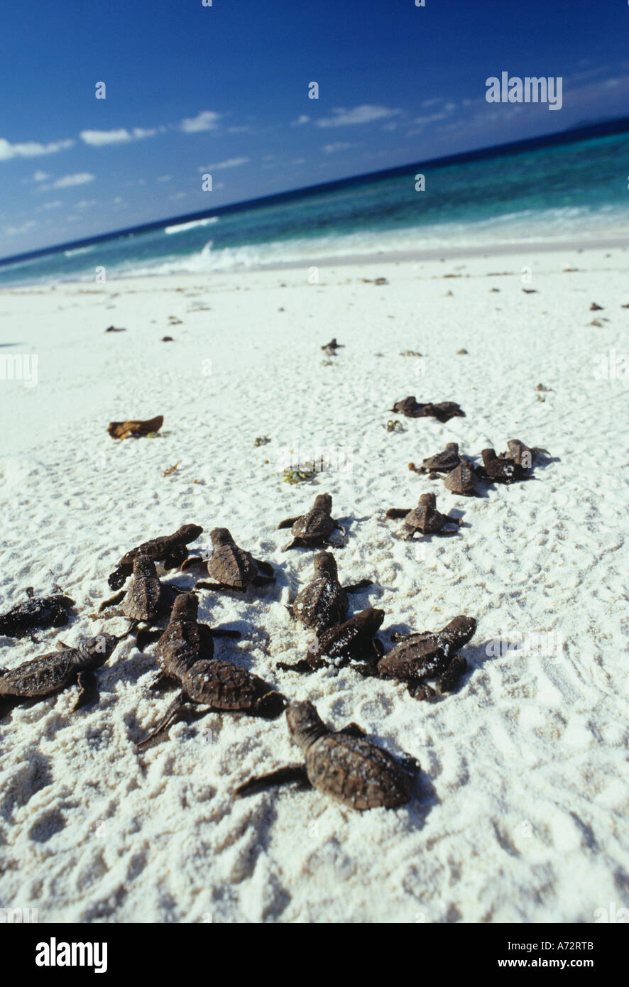 Sea turtles conservation project hi-res stock photography and images ...