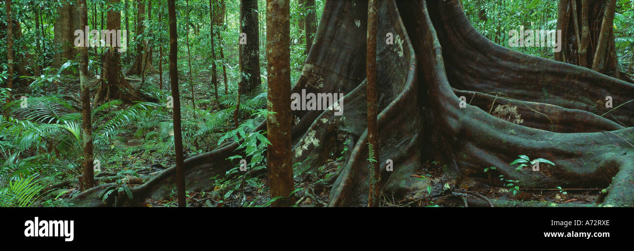 buttress roots on tree tropical rainforest Daintree Cape Tribulation ...