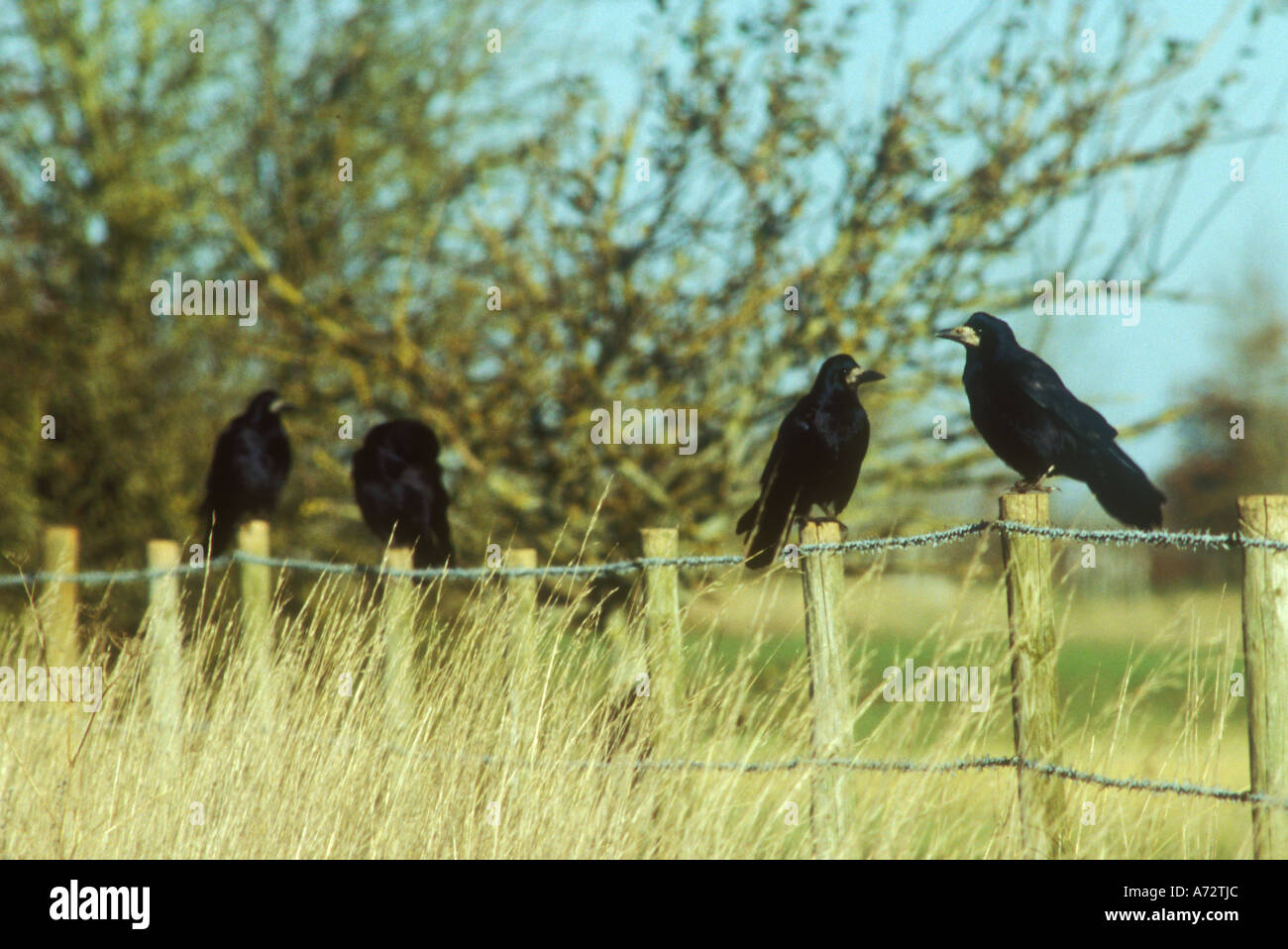Rooks farm hi-res stock photography and images - Alamy
