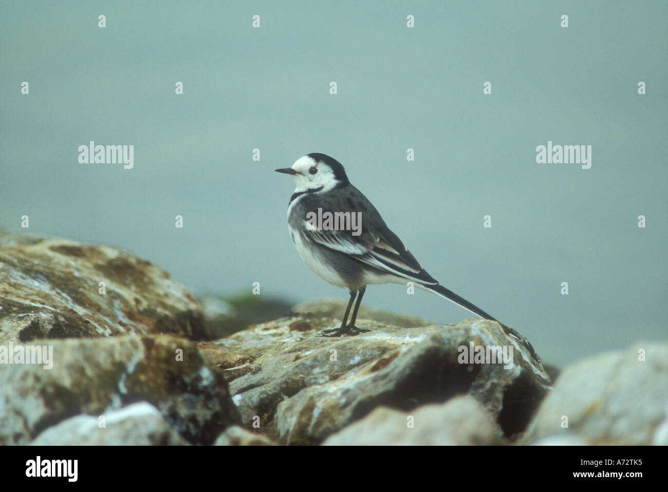 Pied Wagtail on rock with watery background Stock Photo - Alamy