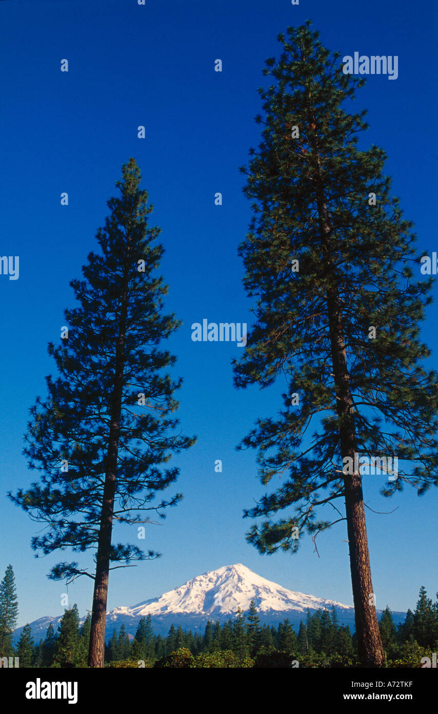 Two pine trees at Avalanche Gulch view of Mount Shasta Shasta National ...