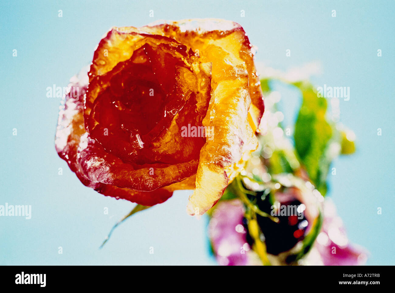 Portrait of iced rose Stock Photo - Alamy