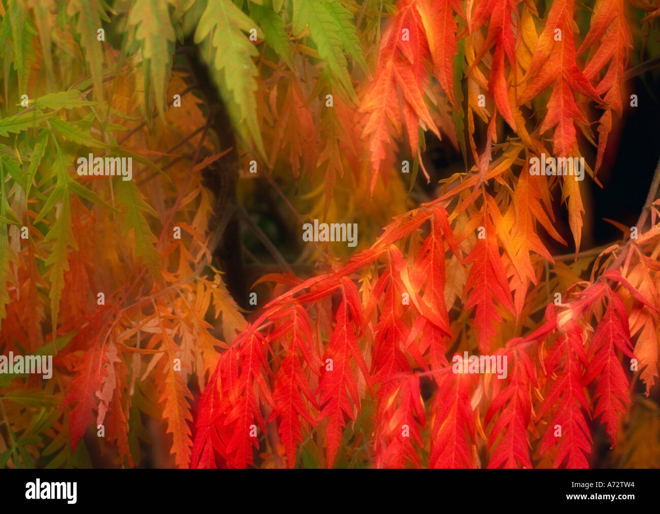 Close up of sumac leaves in autumn Stock Photo - Alamy