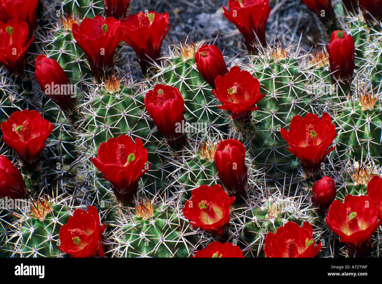 Close up cactus details hi-res stock photography and images - Alamy