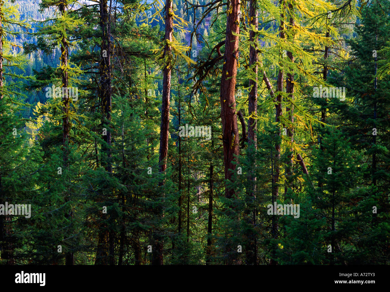 Colville national forest hi-res stock photography and images - Alamy