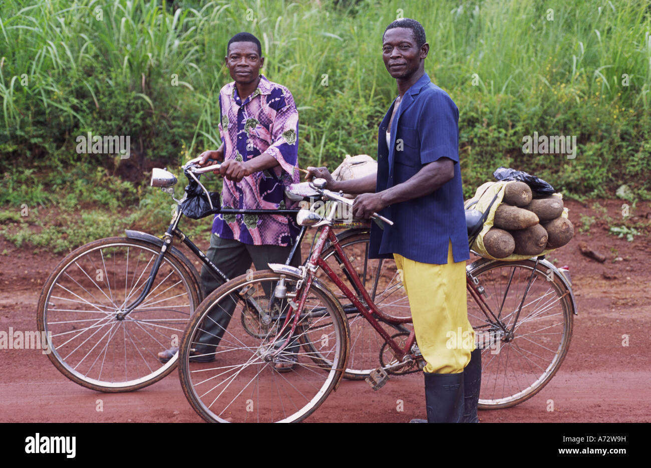 Two men carrying yams on their bicycles in the Ashante region of Ghana ...
