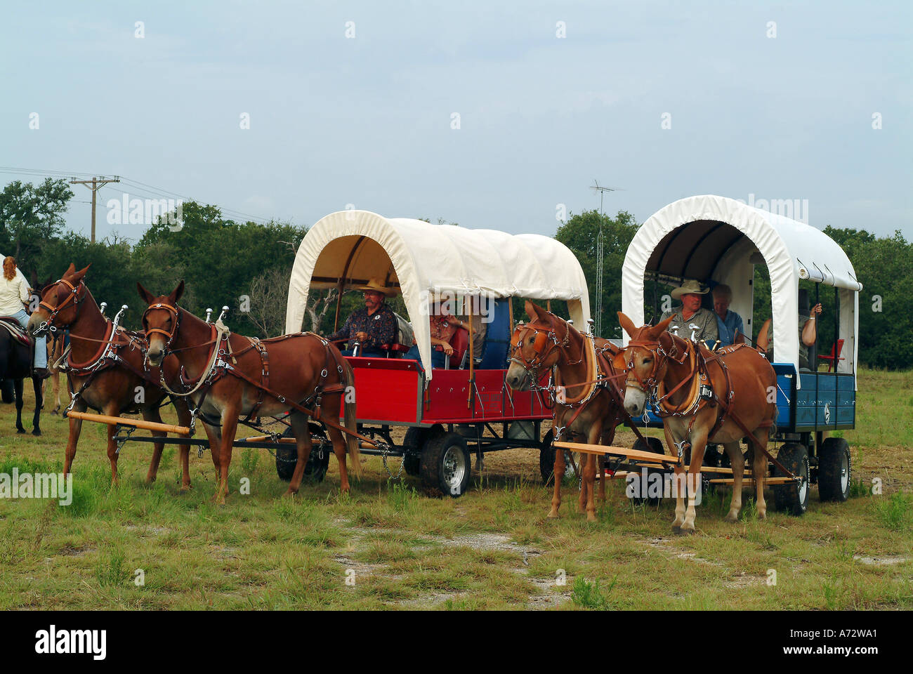 Cowboy trailers pulling by donkeys Texas Stock Photo - Alamy
