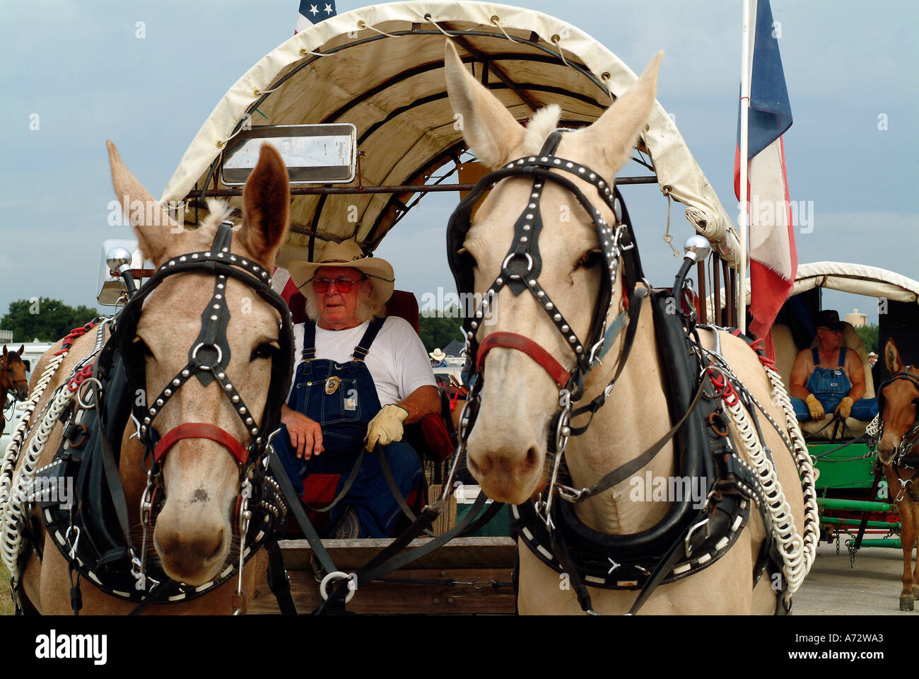 A cowboy trailer pulling by two donkeys Texas Stock Photo - Alamy