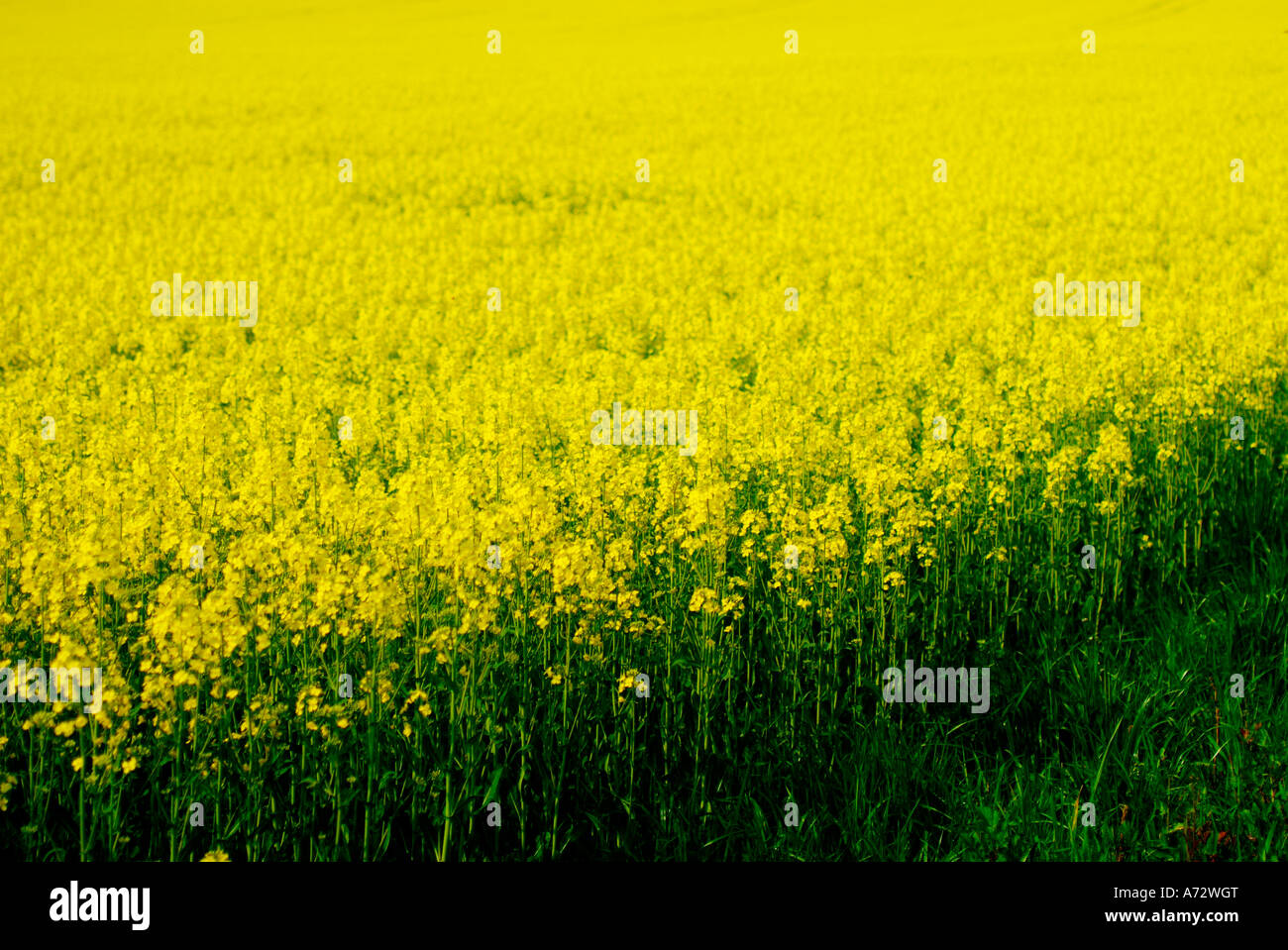 Rapeseed plants flowering Stock Photo - Alamy