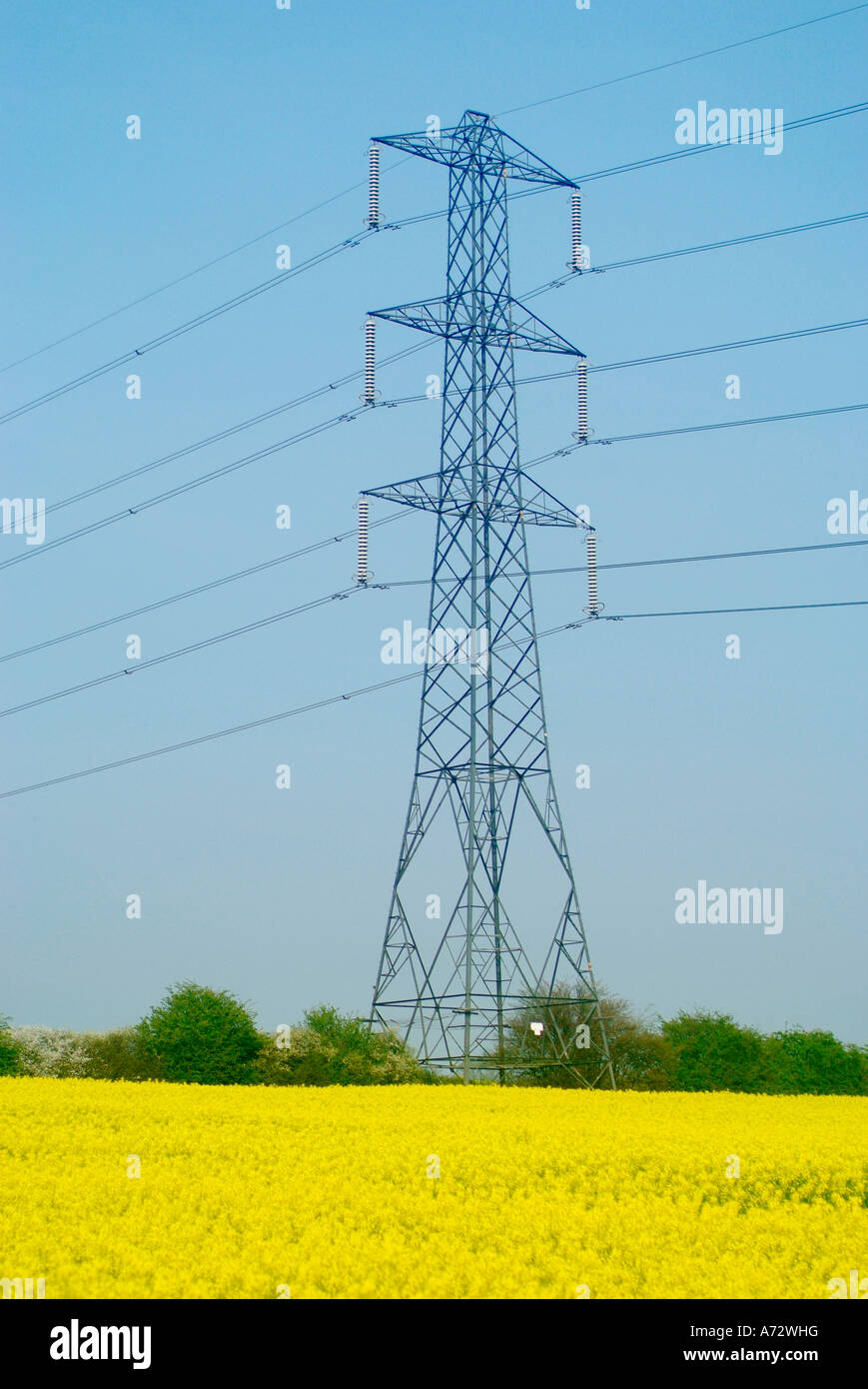 Rapeseed plants flowering and electric pylon Stock Photo - Alamy