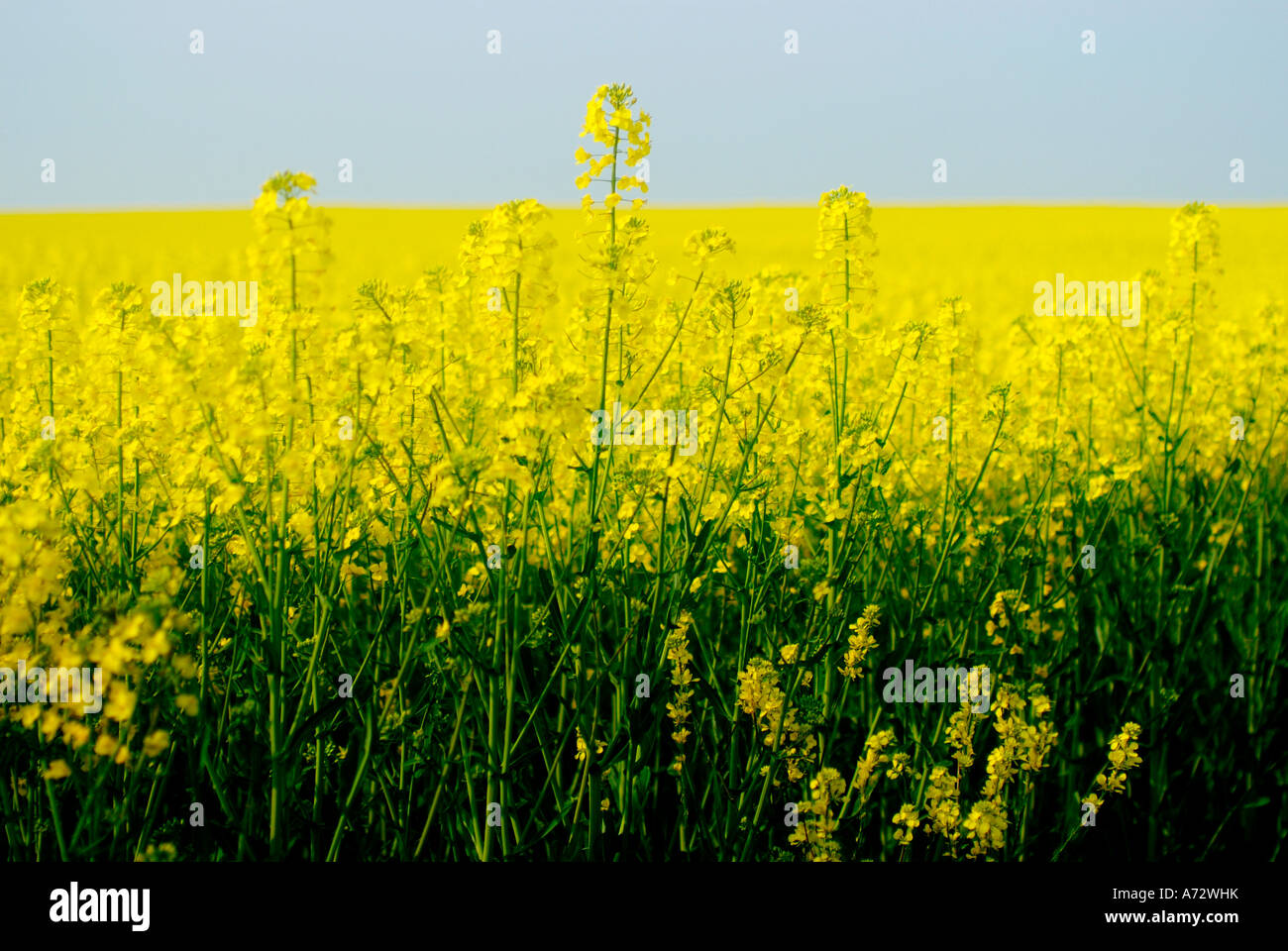 Rapeseed plants flowering Stock Photo - Alamy