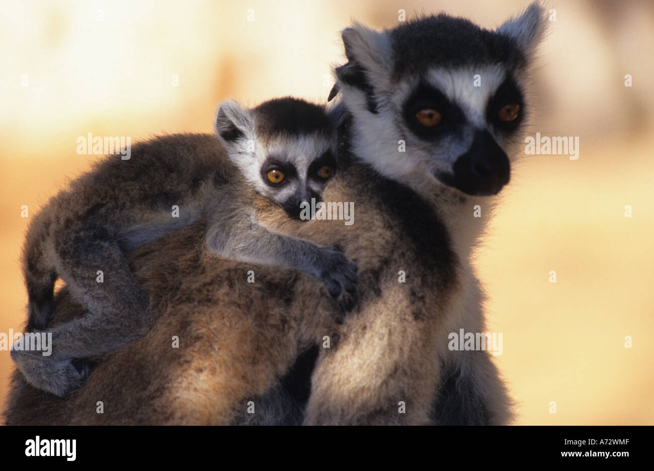 Ring-tailed lemur Madagascar Stock Photo - Alamy
