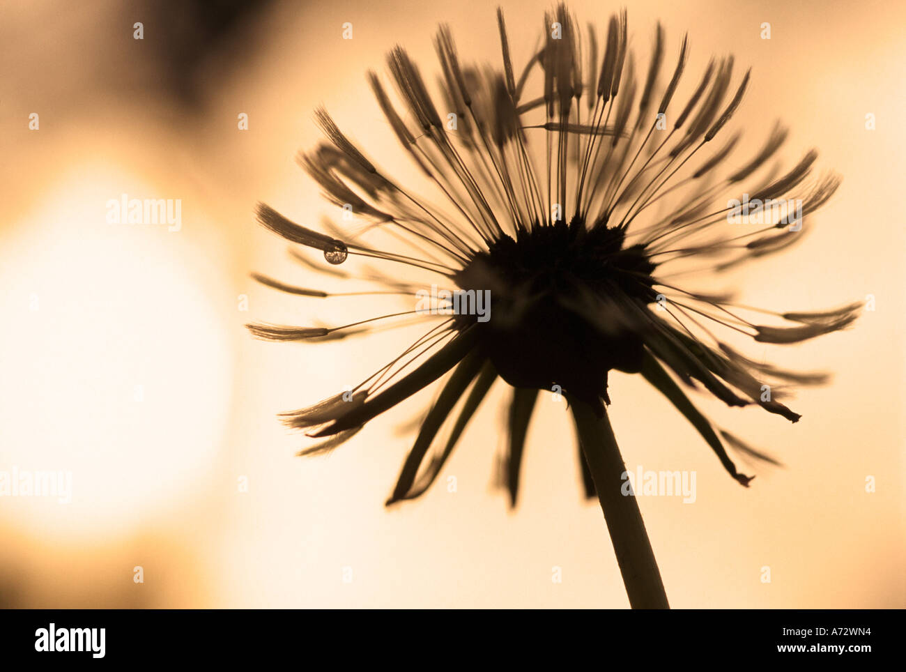 Detail of dandelion seeds Stock Photo - Alamy
