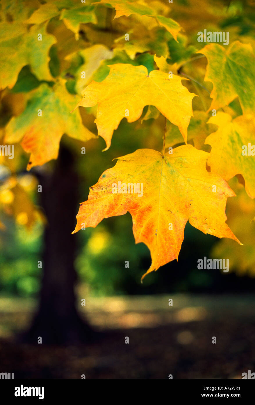 Silver maple tree autumn vertical hi-res stock photography and images ...