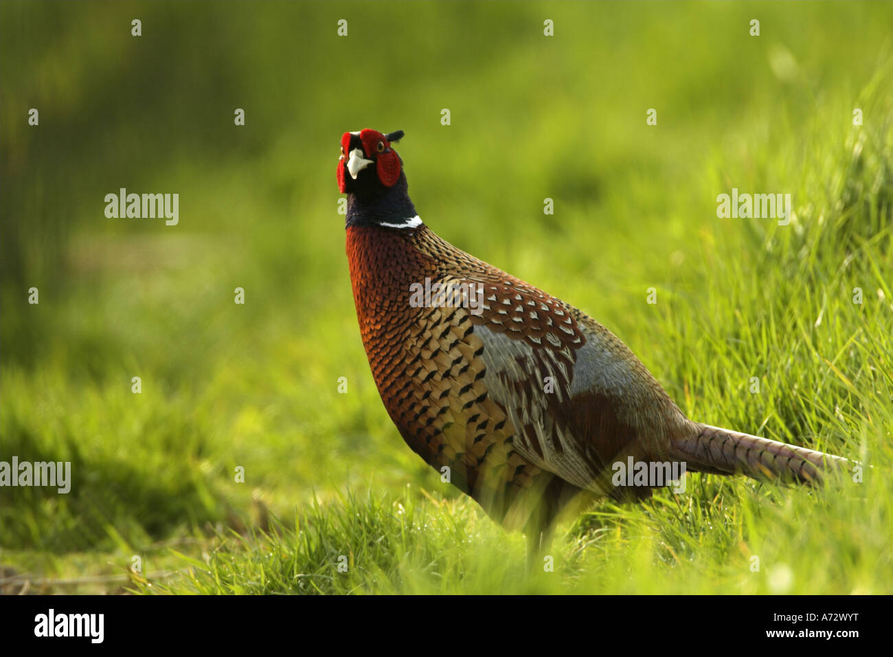 Male Pheasant Phasianus colchicus Kent Spring Stock Photo - Alamy